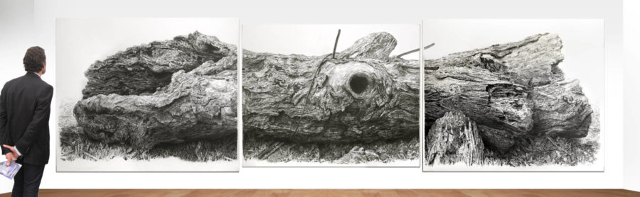 Three Trees: Life-Size Drawings - Silvermine Arts Center